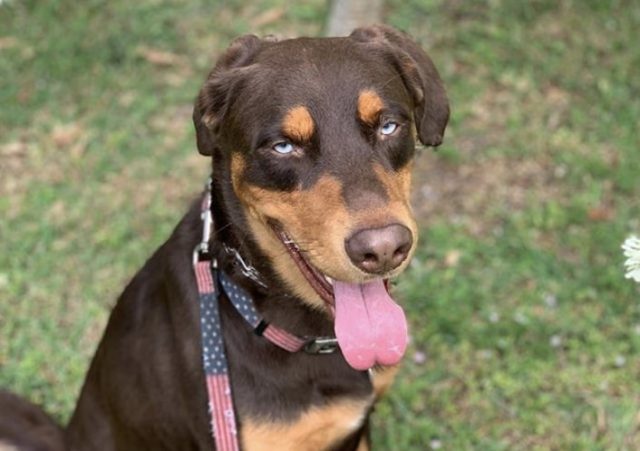 26 Dazzling Doberman Pinscher Mixes (Dobe Hybrids)