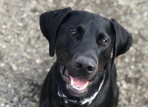 26 Dazzling Doberman Pinscher Mixes (Dobe Hybrids)