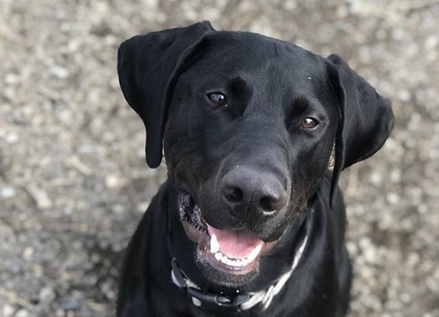 26 Dazzling Doberman Pinscher Mixes (Dobe Hybrids)