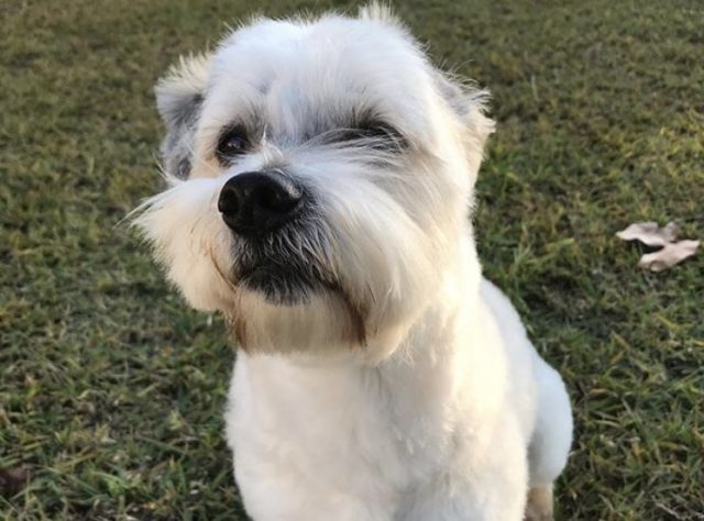 29 Marvelous Maltese Mixes (Best Maltese Hybrids)