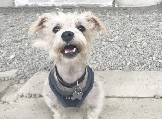 29 Marvelous Maltese Mixes (Best Maltese Hybrids)