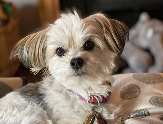 29 Marvelous Maltese Mixes (Best Maltese Hybrids)