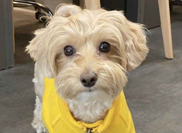 29 Marvelous Maltese Mixes (Best Maltese Hybrids)