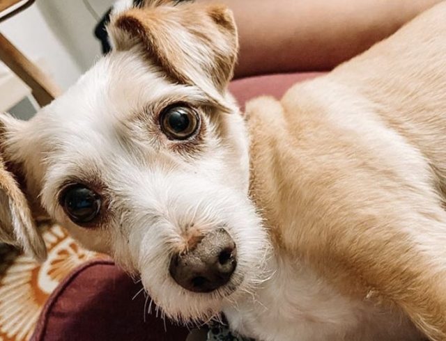 29 Marvelous Maltese Mixes (Best Maltese Hybrids)