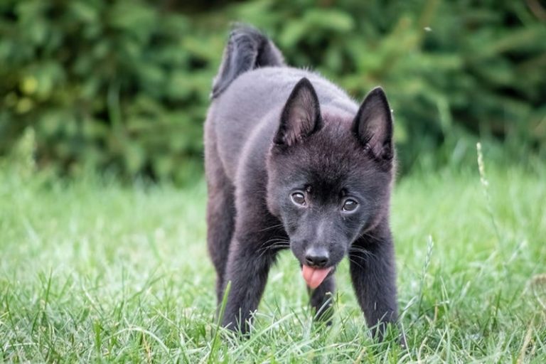 22 Spitz Dog Breeds - A Guide to Best Spitz Dogs