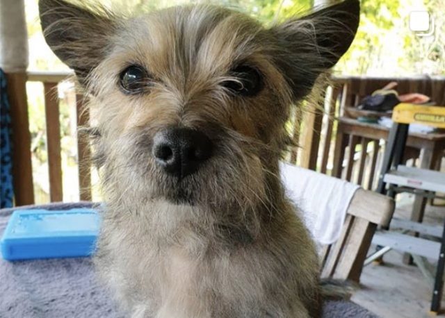 30 Special Shih Tzu Mixes - The Shih Tzu Mix Guide