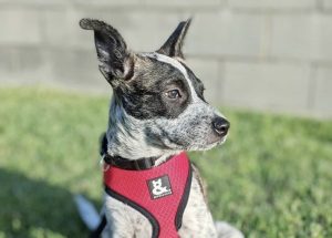 20 Beautiful Blue Heeler Mixes: The Best Cattle Dog Mixes