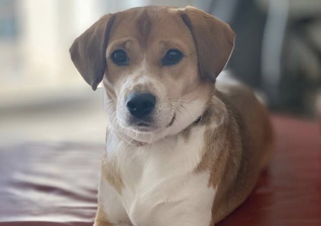 32 Most Bizarre Beagle Mixes - A Guide to Mixed Beagles