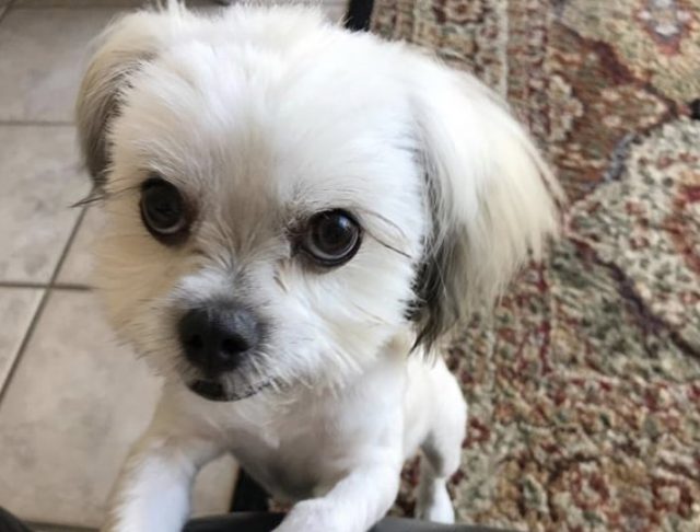 29 Marvelous Maltese Mixes (Best Maltese Hybrids)