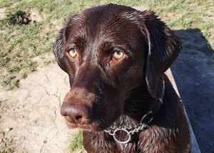 41 Loving Labrador Mixes: The Ultimate Lab Mix Guide