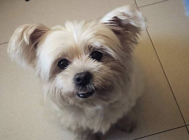 29 Marvelous Maltese Mixes (Best Maltese Hybrids)