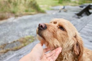 30 Native French Dog Breeds (Best Dogs of France)