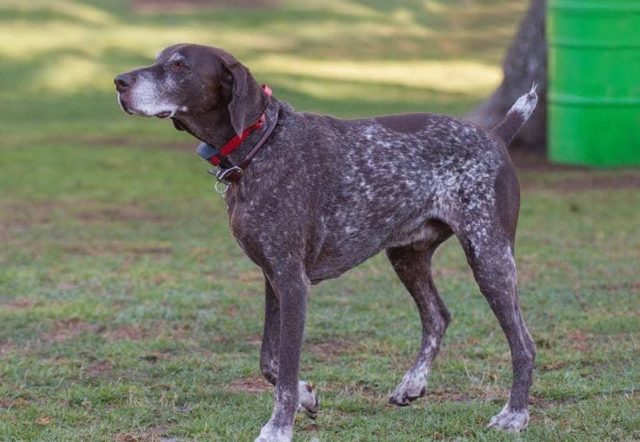 30 Native French Dog Breeds (Best Dogs of France)