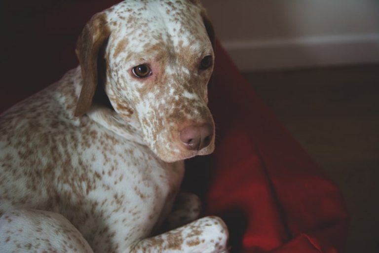 30 Native French Dog Breeds (Best Dogs of France)