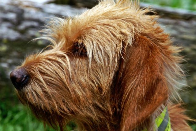 30 Native French Dog Breeds (Best Dogs of France)
