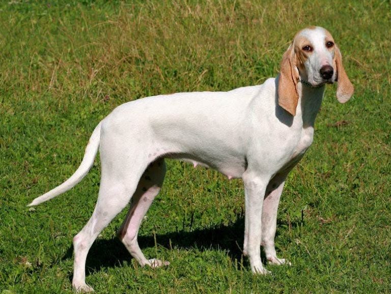 30 Native French Dog Breeds (Best Dogs of France)