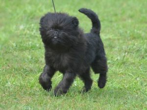 40 Native German Dog Breeds (All Dogs of Germany)