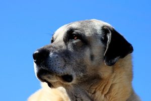 24 Majestic Mastiff Breeds: Tibetan, Great Dane & More