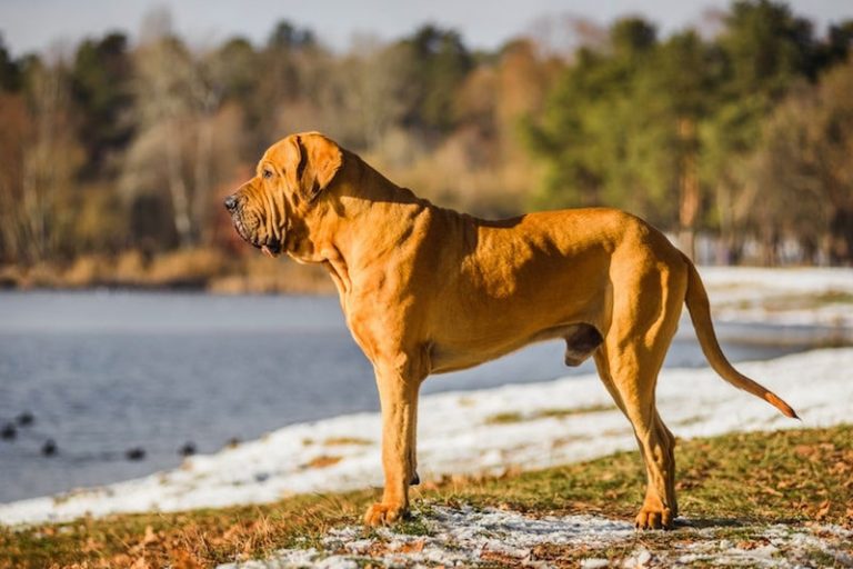 24 Majestic Mastiff Breeds: Tibetan, Great Dane & More