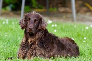40 Native German Dog Breeds (All Dogs of Germany)