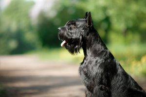 40 Native German Dog Breeds (All Dogs of Germany)