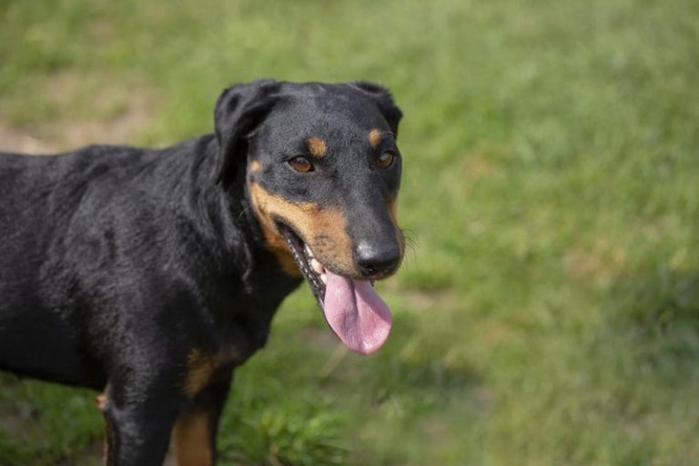 40 Native German Dog Breeds (All Dogs of Germany)