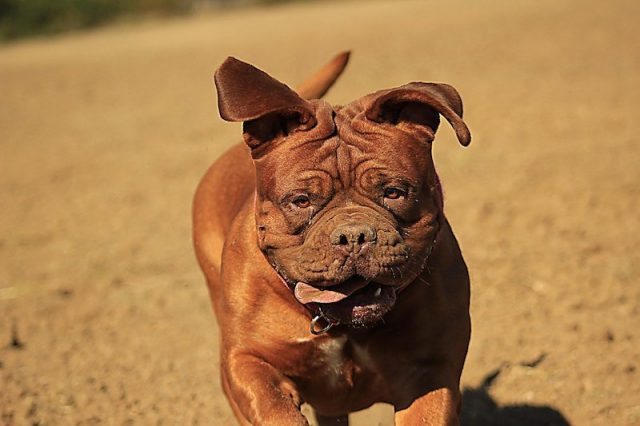 30 Native French Dog Breeds (Best Dogs of France)