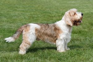 30 Native French Dog Breeds (Best Dogs of France)