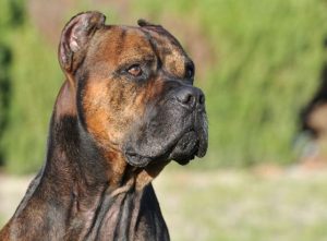 15 Native Spanish Dog Breeds (Most Popular Spanish Dogs)