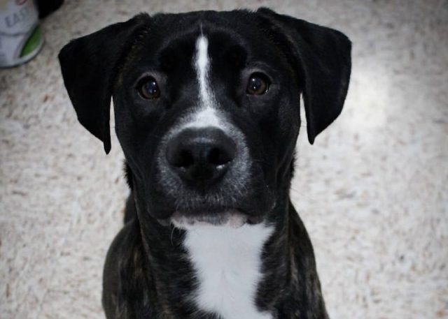 41 Loving Labrador Mixes: The Ultimate Lab Mix Guide