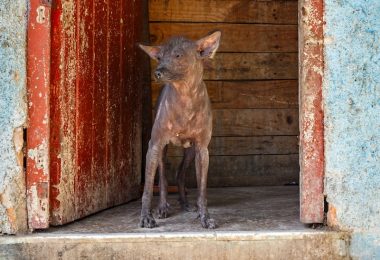 10 Rare Hairless Dog Breeds (All Hairless Dogs)