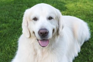 31 Big and Fluffy Dog Breeds You'll Want to Hug