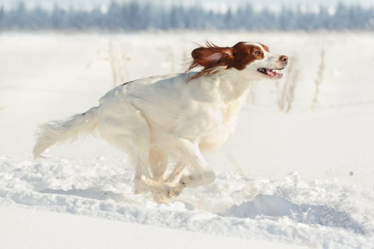 15 Best Pointer Dog Breeds: The Guide to Bird Dogs