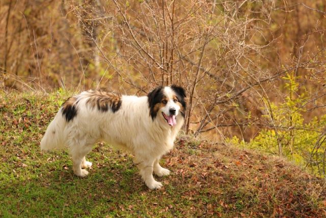 31 Big and Fluffy Dog Breeds You'll Want to Hug