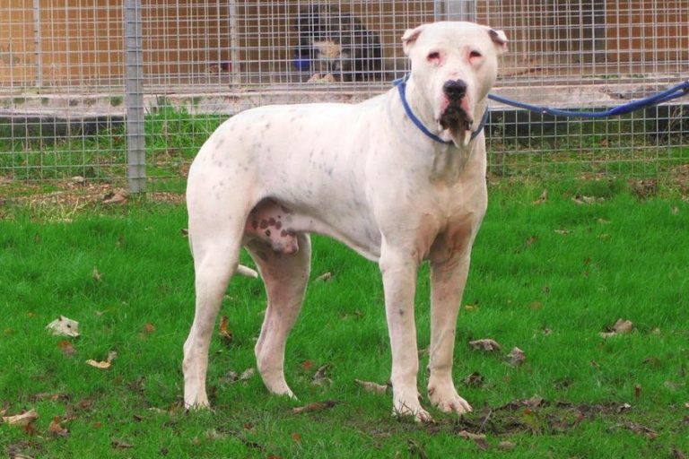 21 Native Indian Dog Breeds (All Dogs From India)