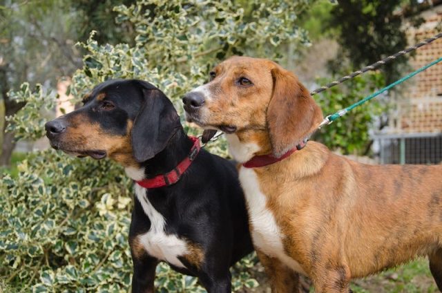 15 Native Italian Dog Breeds (Best Dogs of Italy)