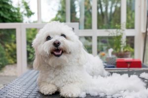 15 Native Italian Dog Breeds (Best Dogs of Italy)