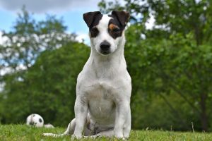 Are Jack Russells Smart? - Here's Why They're Intelligent