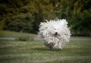 6 Unique Dog Breeds That Look Like Mops (Mop Dogs)