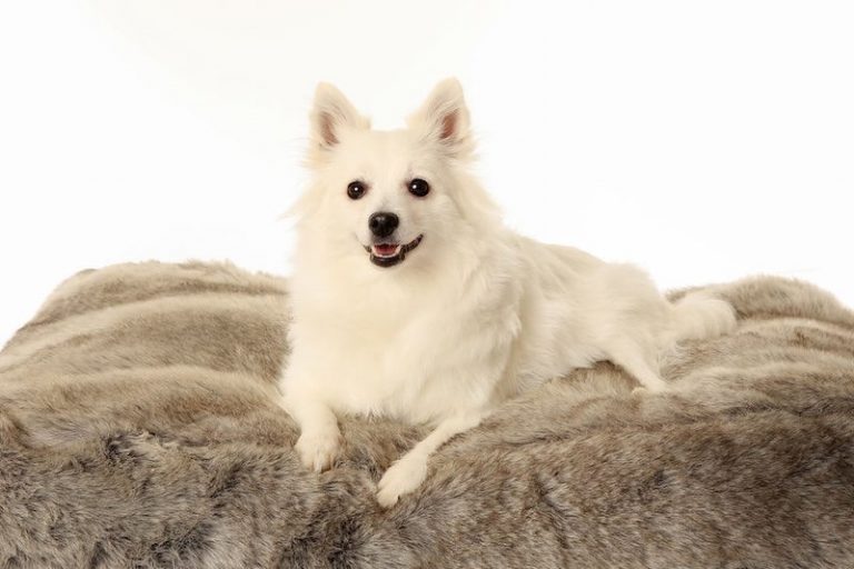 15 Native Italian Dog Breeds (Best Dogs of Italy)