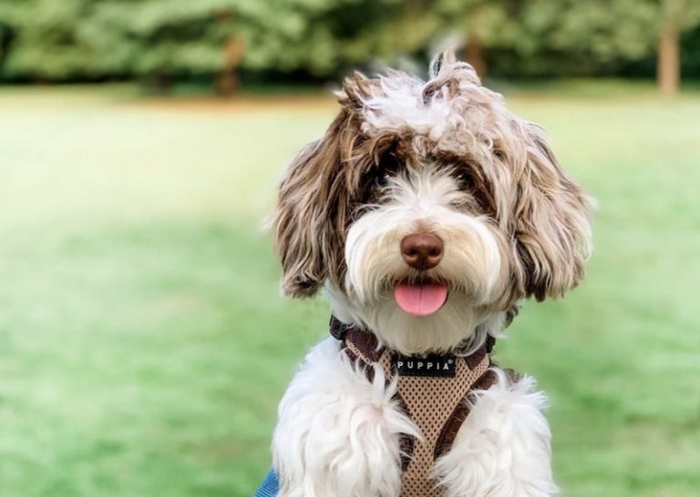 50 Poodle Mixes That'll Melt Your Heart (Poodle Mix Guide)