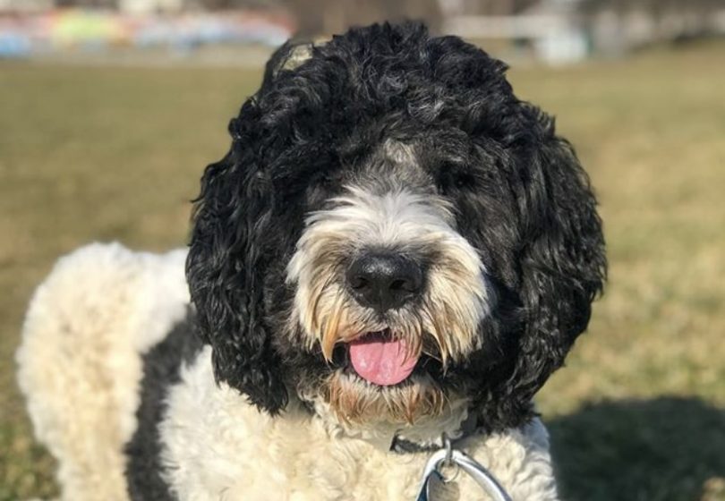 50 Poodle Mixes That'll Melt Your Heart (Poodle Mix Guide)