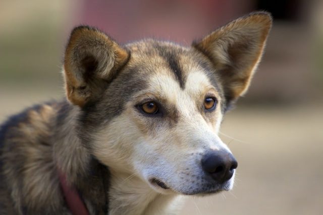 4 Alaskan Dog Breeds: Malamutes, Huskies & More