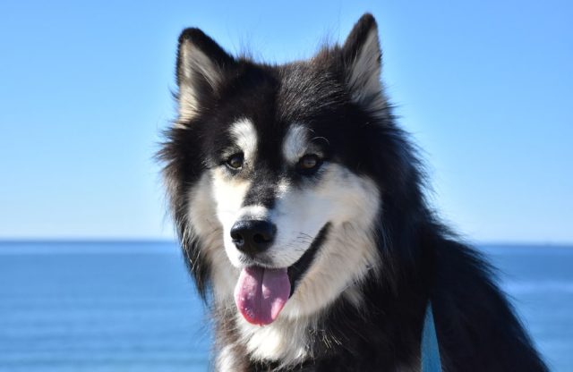 4 Alaskan Dog Breeds: Malamutes, Huskies & More