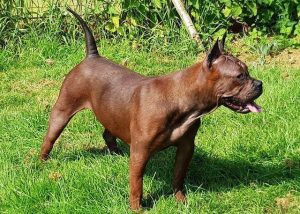 21 Chinese Dog Breeds: Small, Medium, Big Chinese Dogs