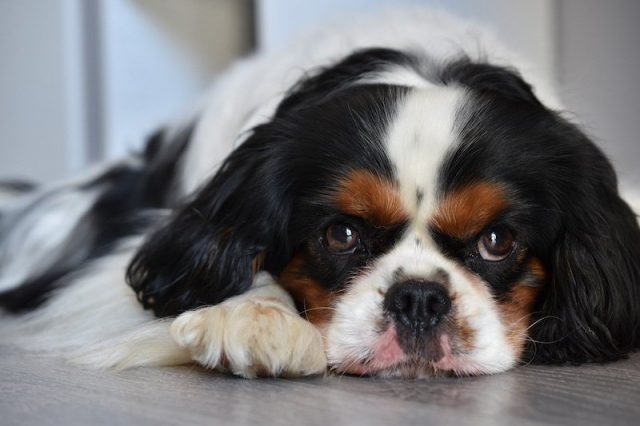 The Smart Canine - Dog Breed Guides & Interesting Facts