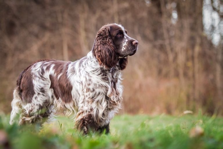All 5 Types of Hunting Dogs (& How They Actually Hunt)