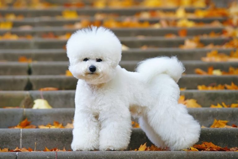 4 Beautiful Bichon Frise Colors (Best Bichon Colors)