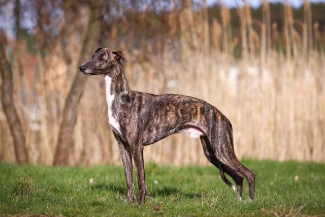 Are Whippets Smart? - Here's Why They're Intelligent
