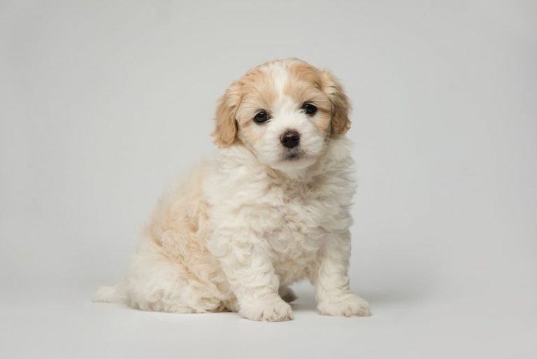 4 Beautiful Bichon Frise Colors (Best Bichon Colors)